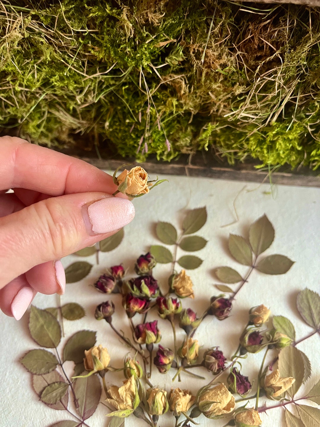 Tiny Dry Rose Miniature Dried Roses for Craft Project Mini Roses Small ...