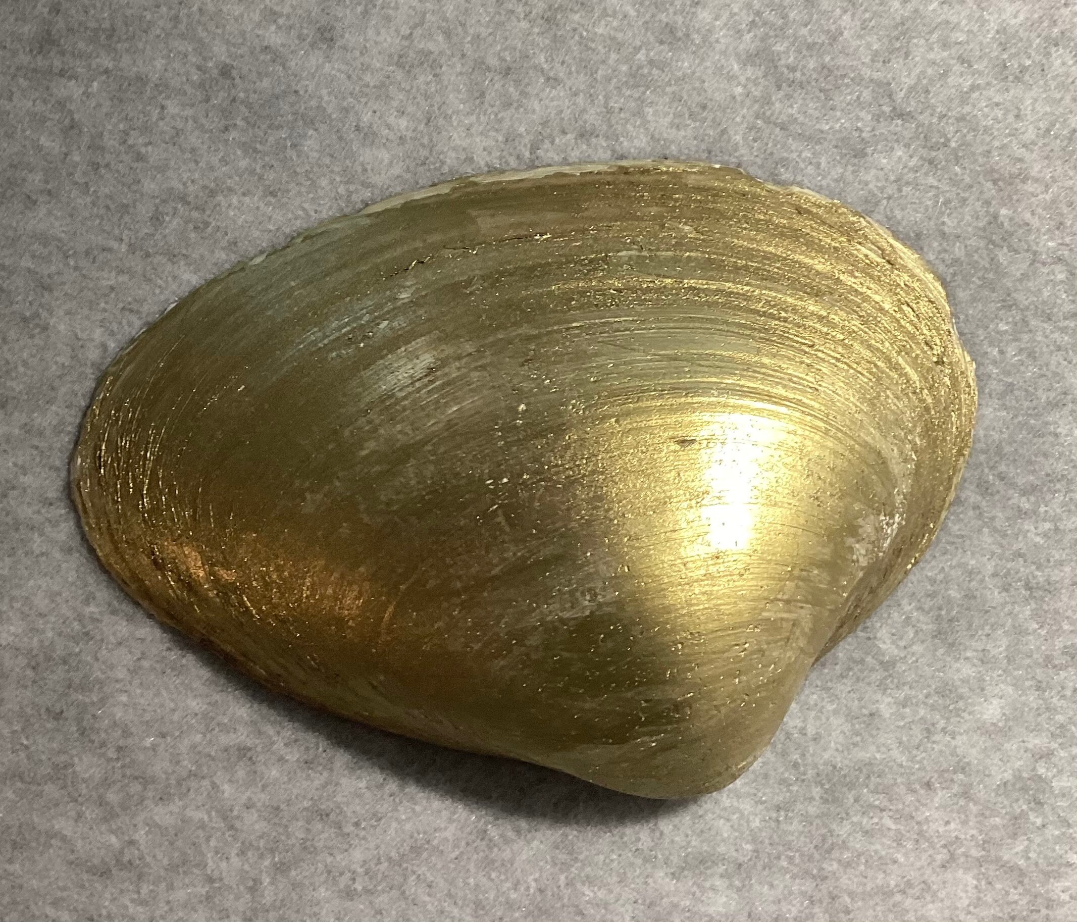 5 Black MERMAID Shell,decoupage Sea CLAM, the Little Mermaid, Shower ...