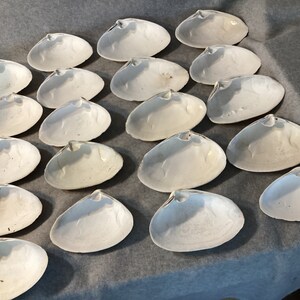 SET OF 4, Jumbo 6-6 1/2 CLAM Shells, Sea Clam, Craft Sea Clam ...