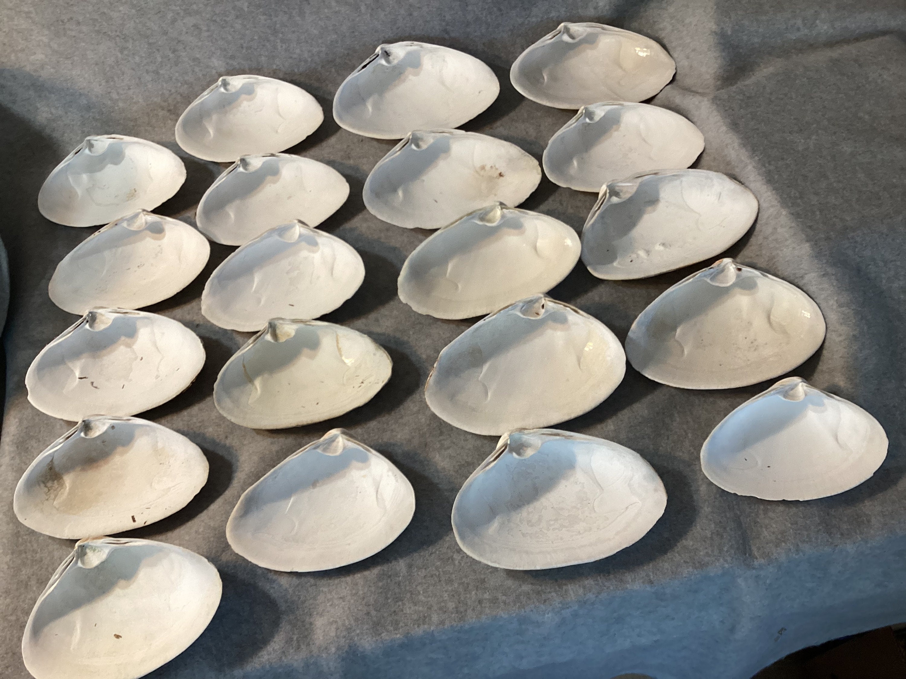 SET OF 4, Jumbo 5-1/2” - 6” CLAM Shells, Sea Clam, Craft Sea Clam ...