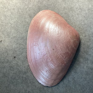 6.5” MERMAID SHELL, Waterslide, Decoupage Seaclam, the Little Mermaid ...