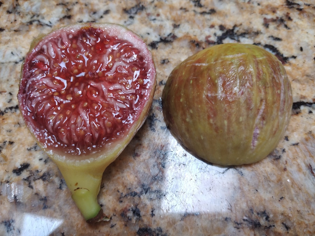 Atreano Fig - 2 Cuttings - Italian Variety With a Sweet Figgy Honey ...