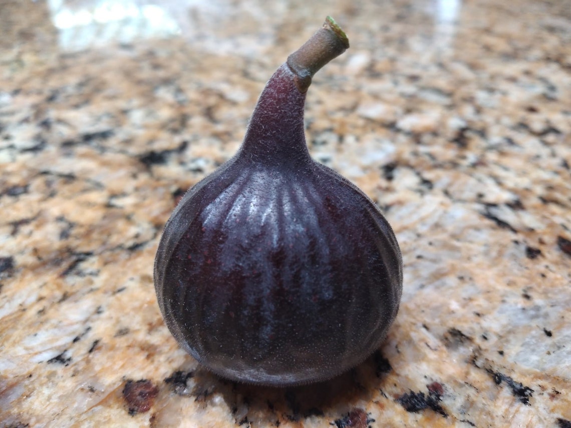 Ficus Palmata Hybrid Fig DFIC0023 - 2 Cuttings - Delicious Figs and ...