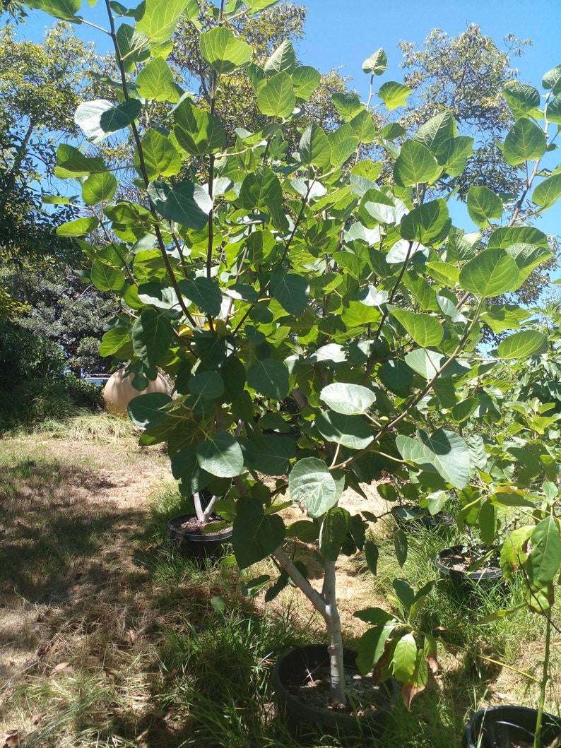 White Punjab Fig Aka Ficus Palmata N1 Fig Tree 2 Cuttings - Etsy