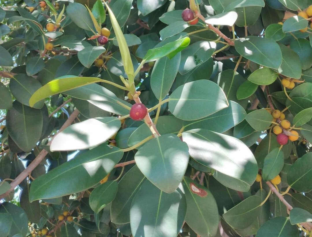 Ficus Rubiginosa Cuttings: Port Jackson Fig - Rare Indoor/outdoor Tree ...