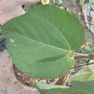 Ficus Palmata Hybrid Fig DFIC0023 2 Cuttings Delicious - Etsy