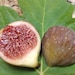 Bursa Siyahi Turkish Fig Tree Variety - 2 Cuttings - Vigorous Grower ...