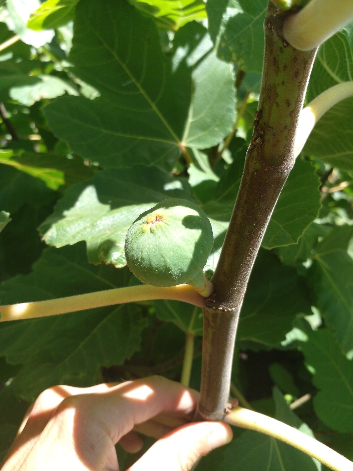 Cherry Cordial Fig Tree 2 Cuttings Sweet Tangy Berry - Etsy