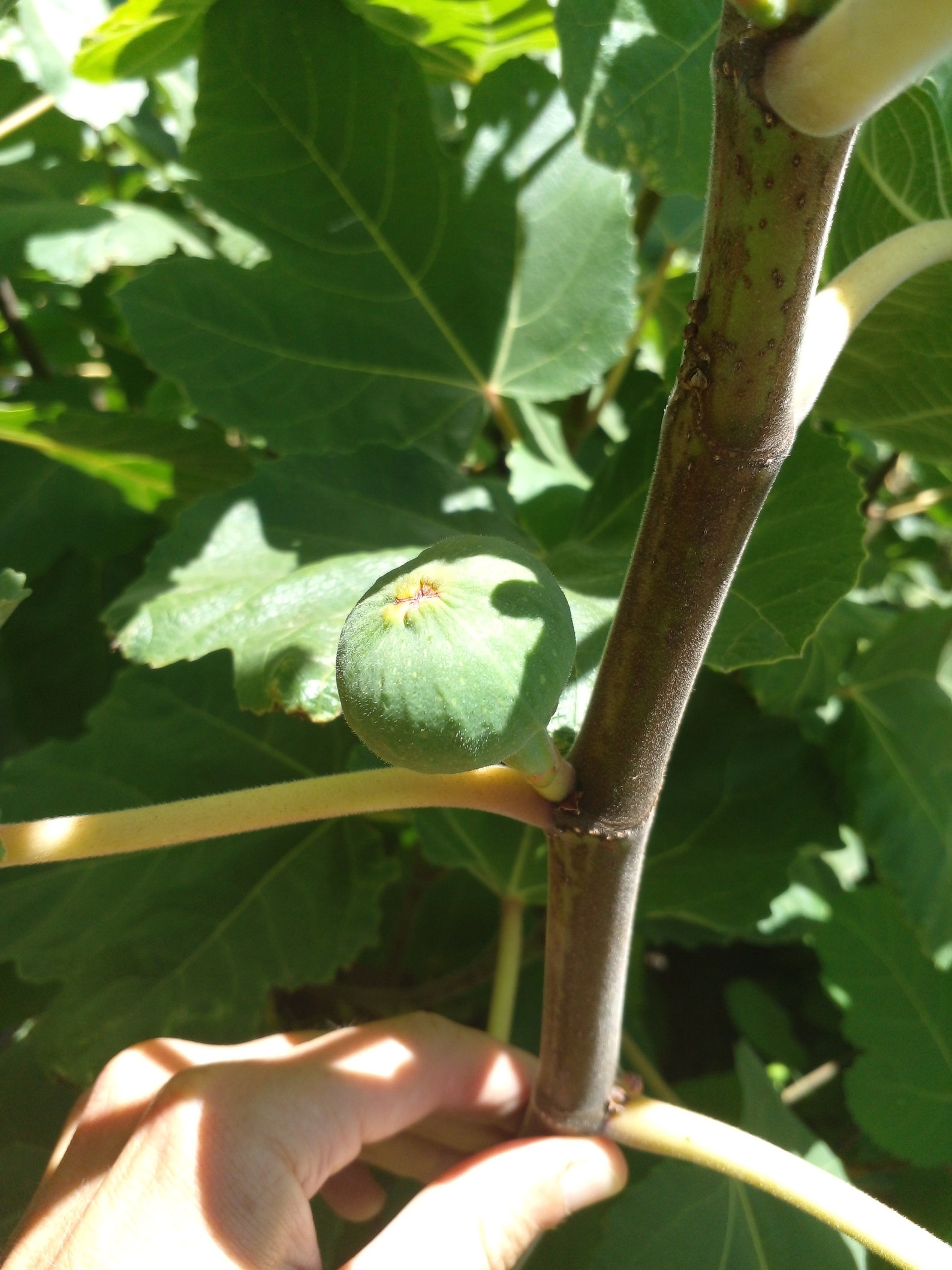 Cherry Cordial Fig Tree - 2 Cuttings - Sweet Tangy Berry Flavor Figs - Etsy
