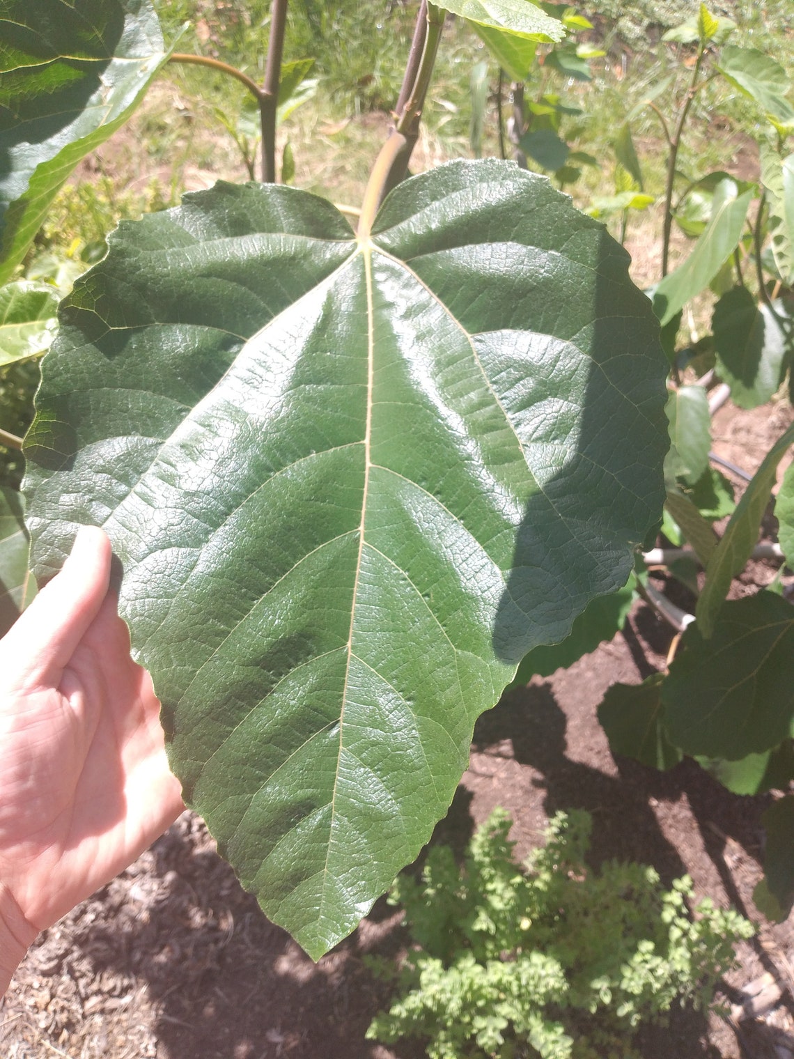 Cherry Cordial Fig Tree 2 Cuttings Sweet Tangy Berry - Etsy
