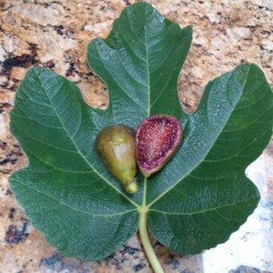Ponte Tresa Fig Tree Cuttings – Swiss Berry Variety (2 Cuttings) - Etsy