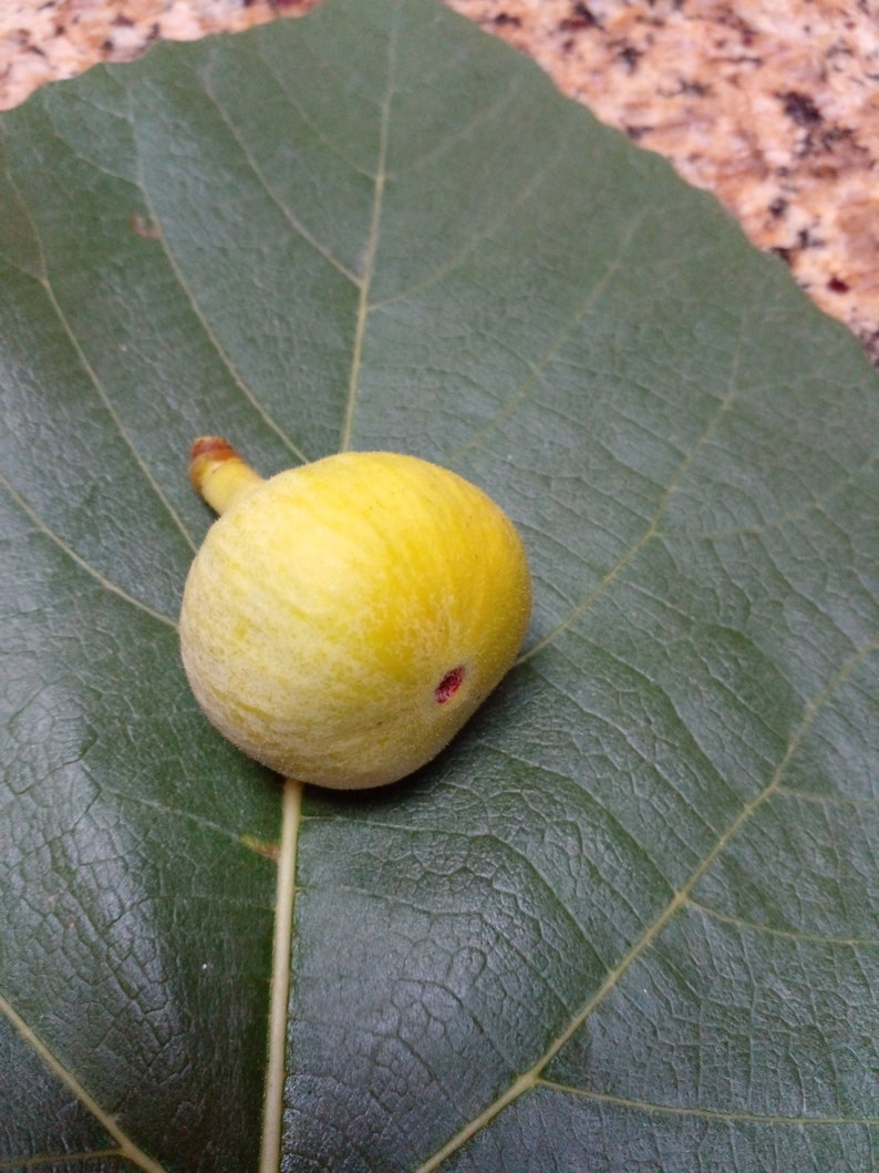 Punjab Fig Cuttings: Ficus Palmata N1, Tasty Berry, Heart-shaped Leaves ...