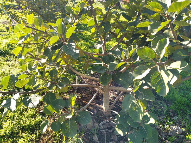 Socotra Fig - Ficus Vasta - Rare - Easy to Root (2 Cuttings) - Etsy