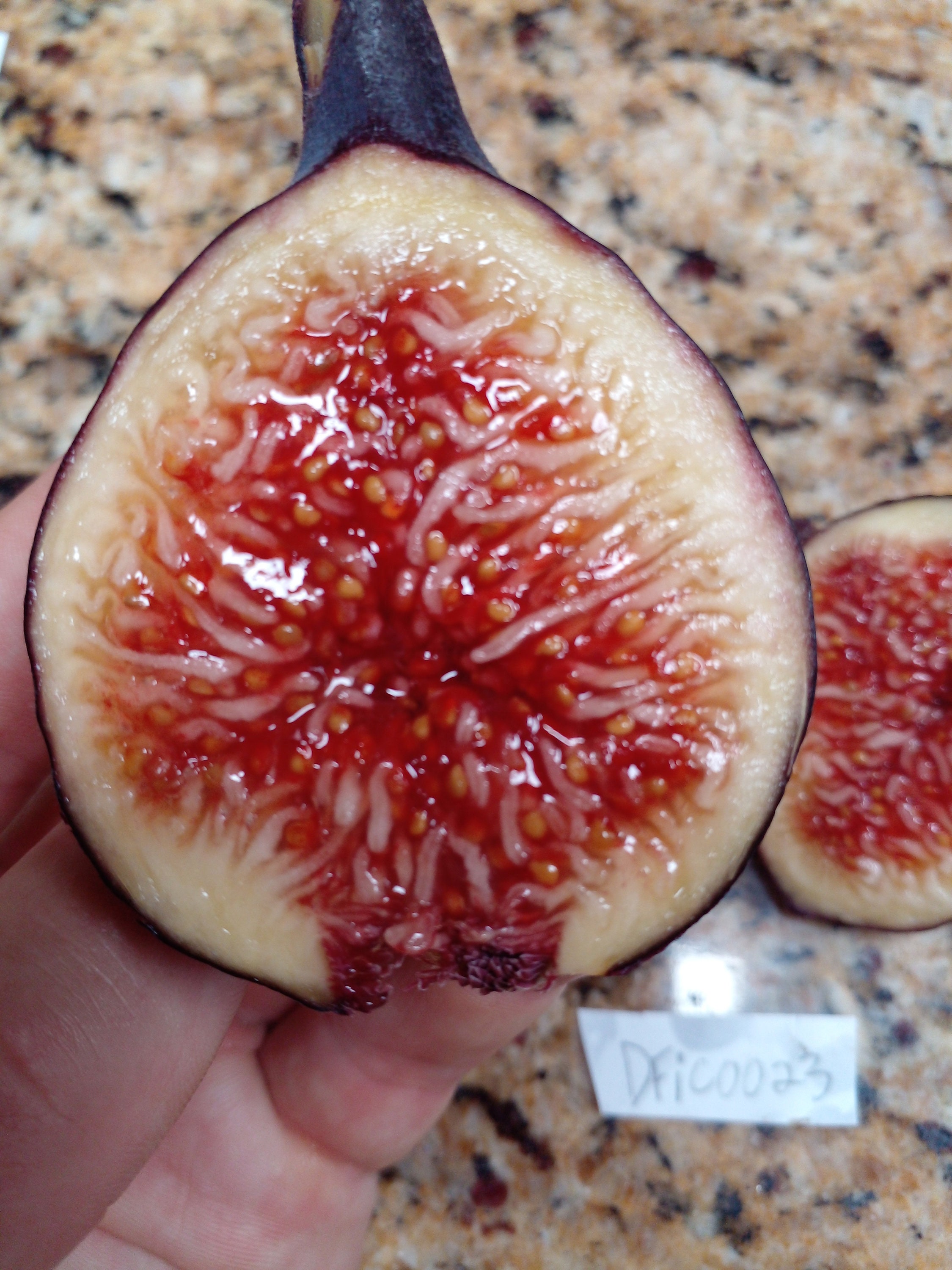 Ficus Palmata Hybrid Fig DFIC0023 2 Cuttings Delicious Figs and Easy to ...