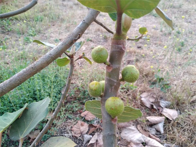 Socotra Fig - Ficus Vasta - Rare - Easy to Root (2 Cuttings) - Etsy