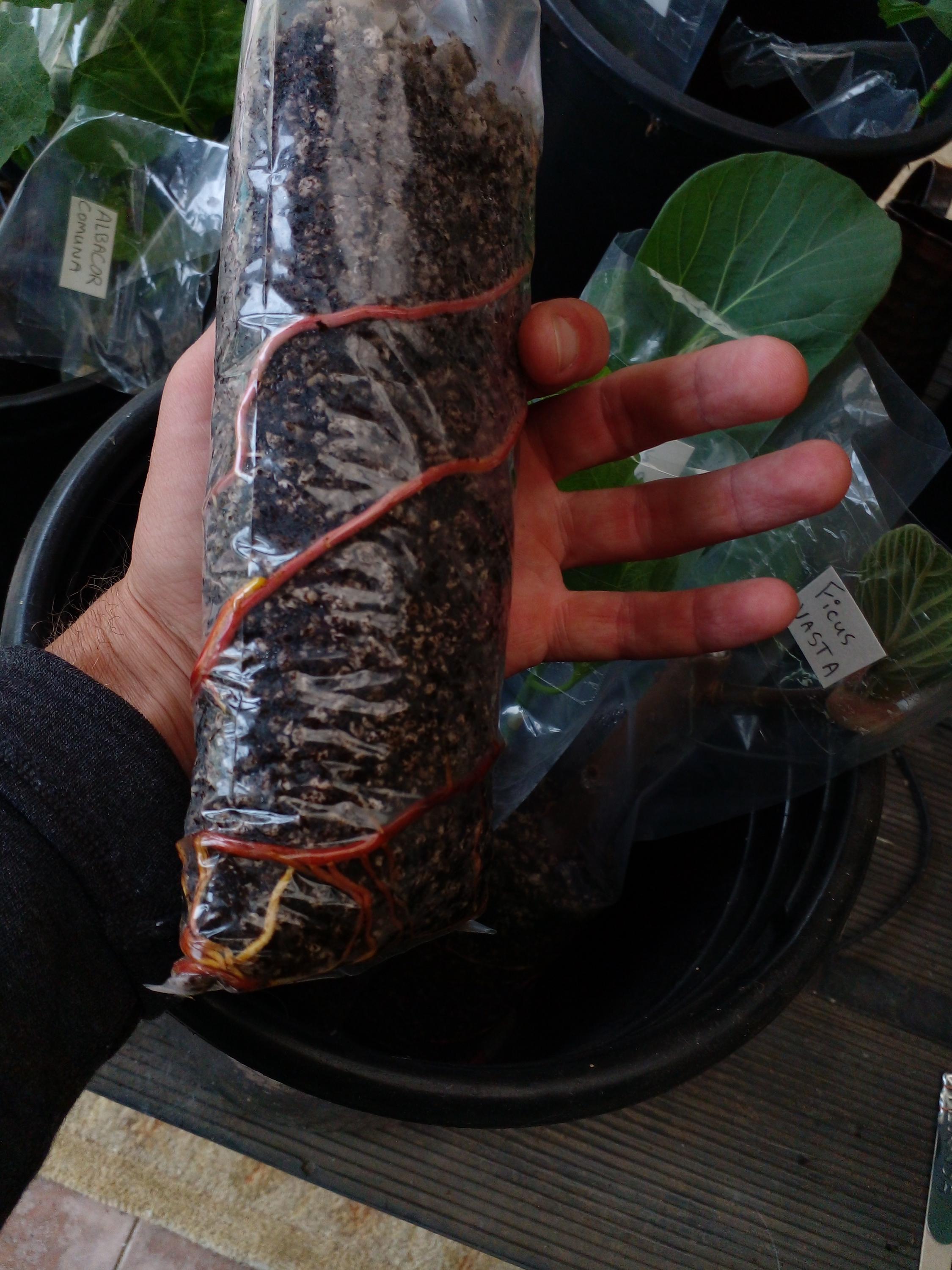 Socotra Fig - Ficus Vasta - Rare - Easy to Root (2 Cuttings) - Etsy