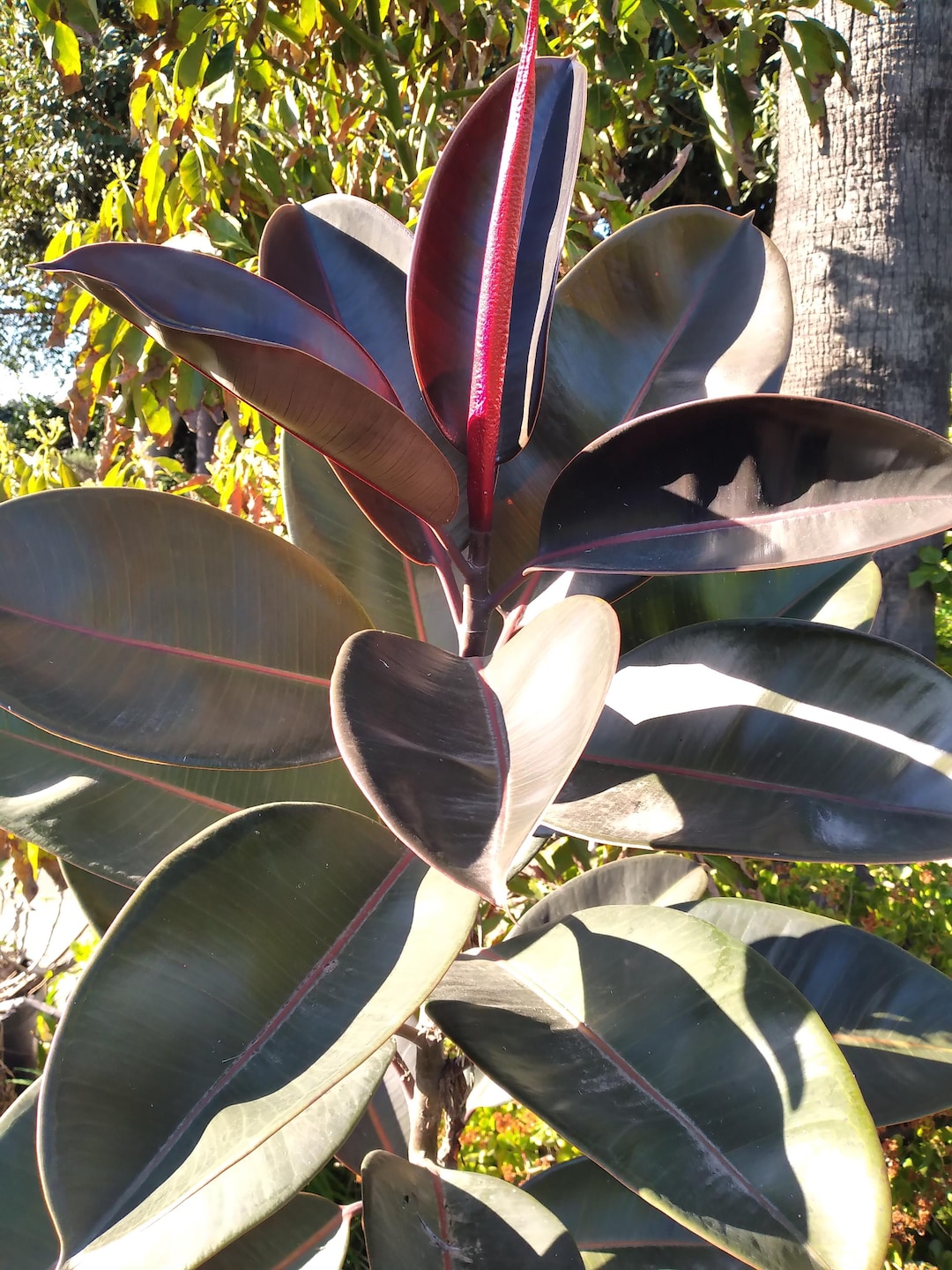 Ficus Elastica Burgundy Cuttings: Easy-to-grow Rubber Fig Tree - 3 ...