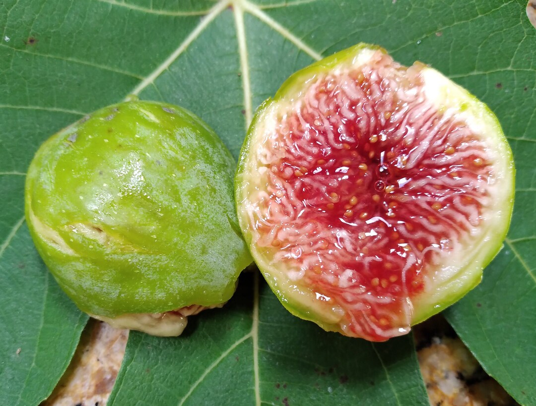 Narragansett White Fig Tree 2 Cuttings Top Tier Fig Variety Early Breba ...