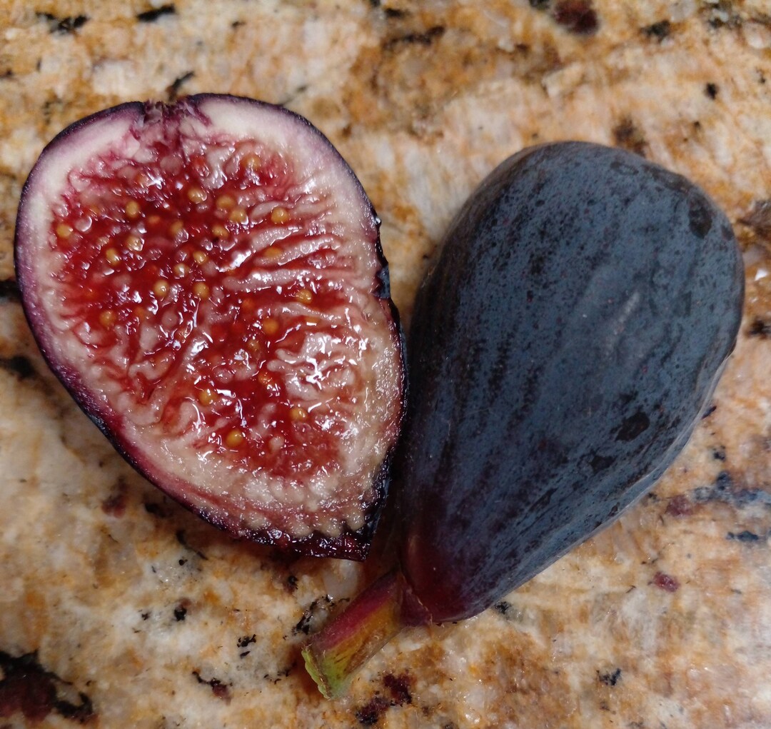 Black Mission Fig - 2 Cuttings - Easy to Root - Tasty Figgy Berry ...