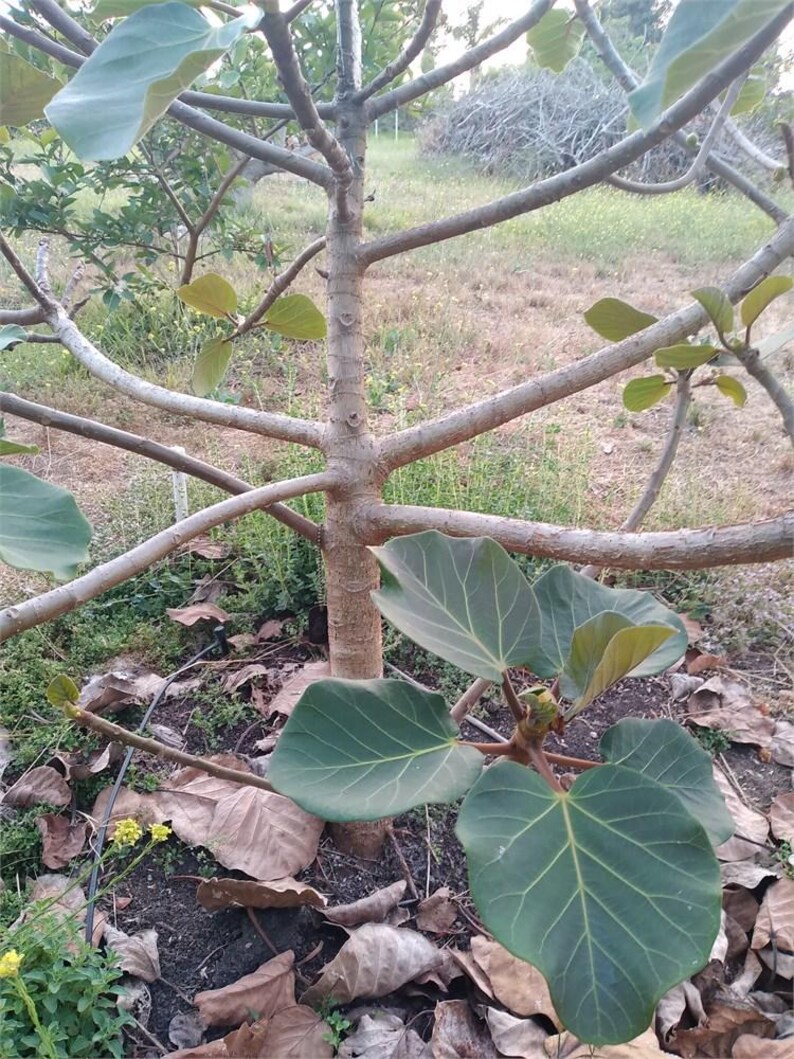 Socotra Fig - Ficus Vasta - Rare - Easy to Root (2 Cuttings) - Etsy