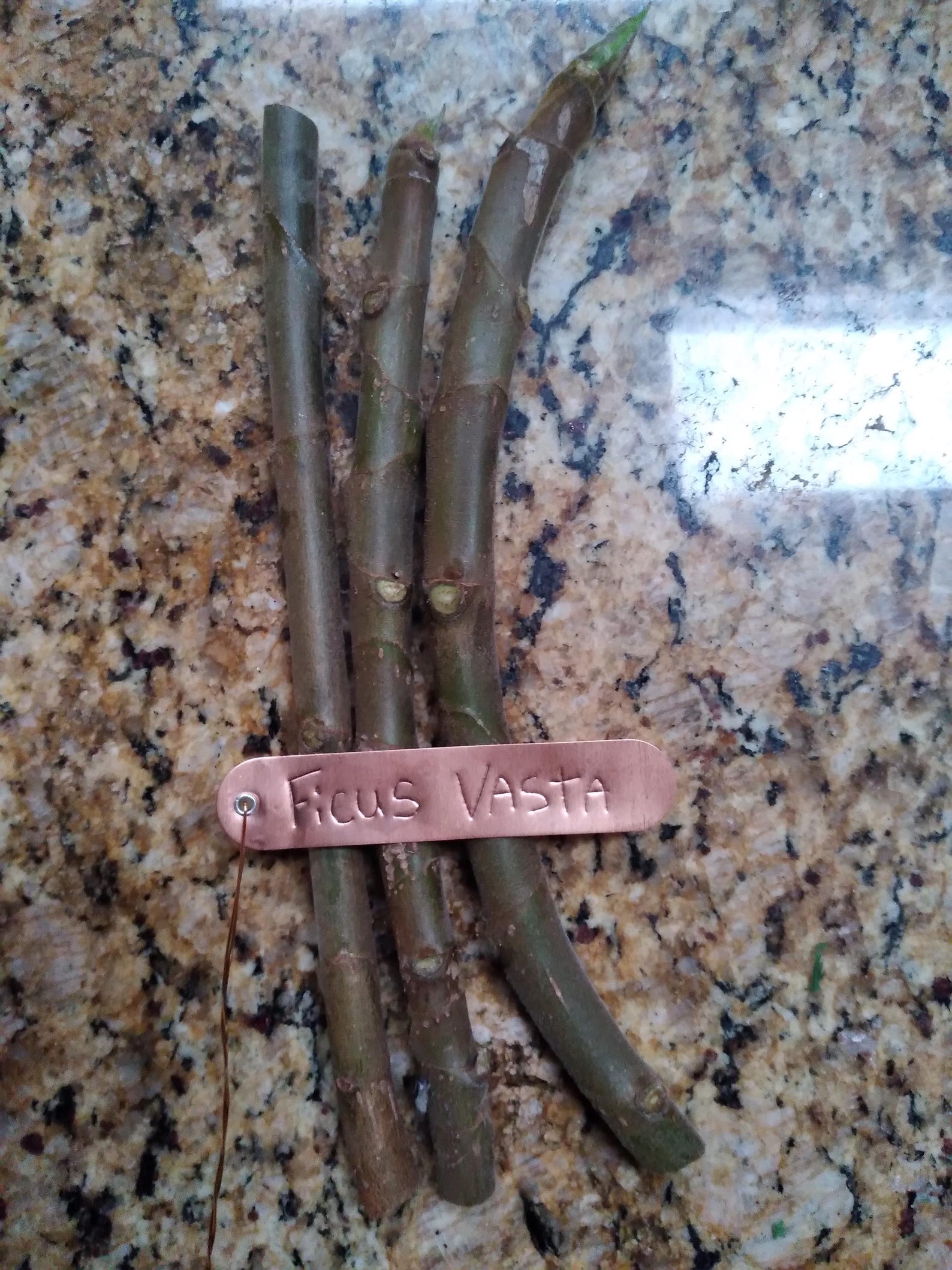 Socotra Fig - Ficus Vasta - Rare - Easy to Root (2 Cuttings) - Etsy