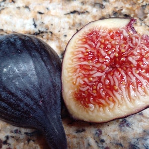 Ficus Palmata Hybrid Fig DFIC0023 - 2 Cuttings - Delicious Figs and ...