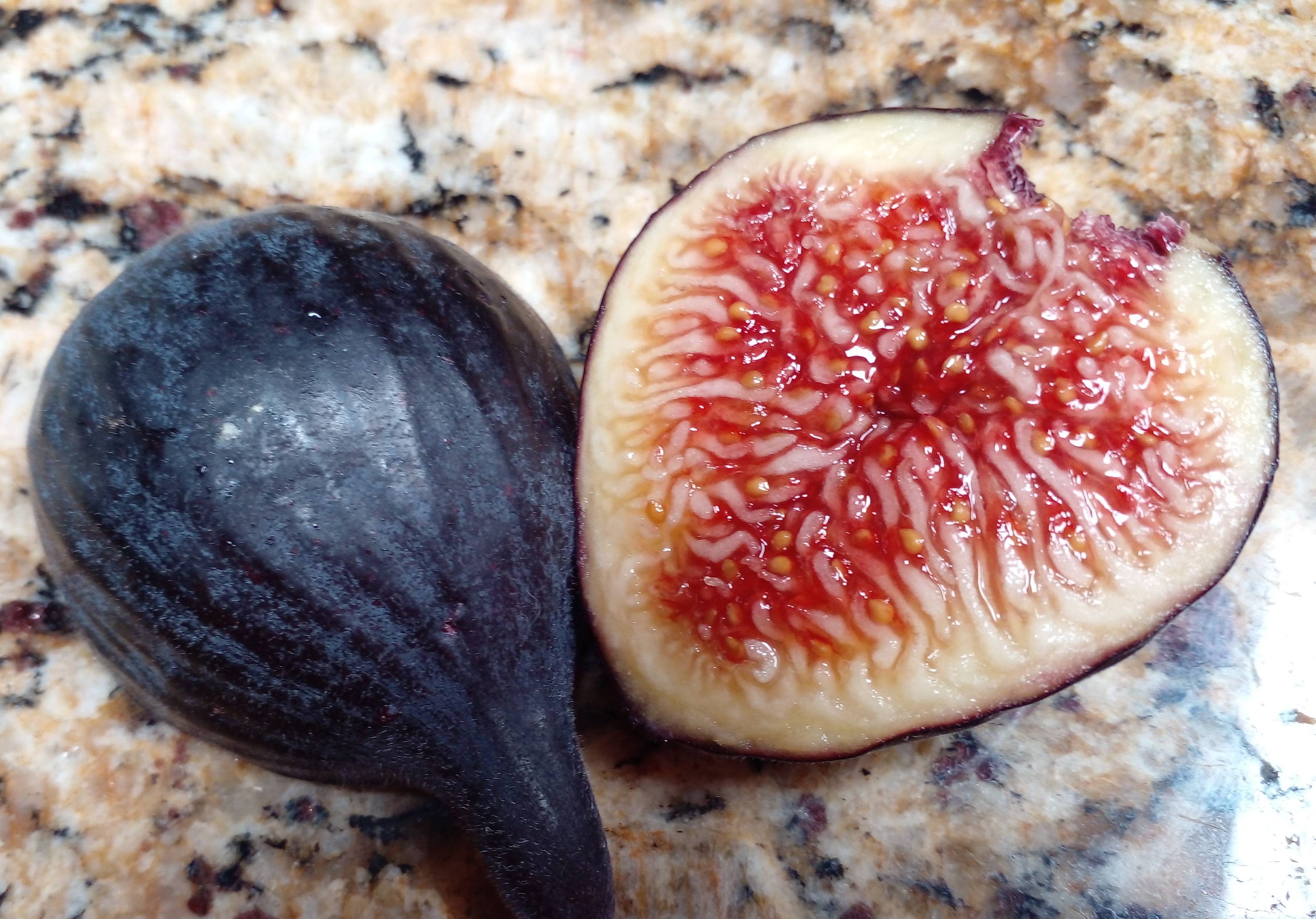 Ficus Palmata Hybrid Fig DFIC0023 2 Cuttings Delicious Figs and Easy to ...