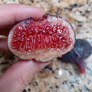Cherry Cordial Fig Tree 2 Cuttings Sweet Tangy Berry - Etsy