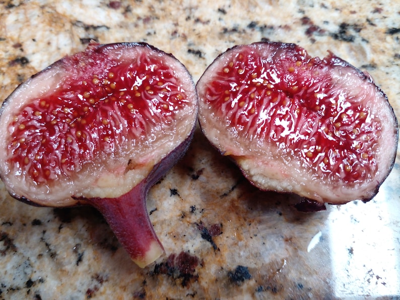 Cherry Cordial Fig Tree - 2 Cuttings - Sweet Tangy Berry Flavor Figs - Etsy