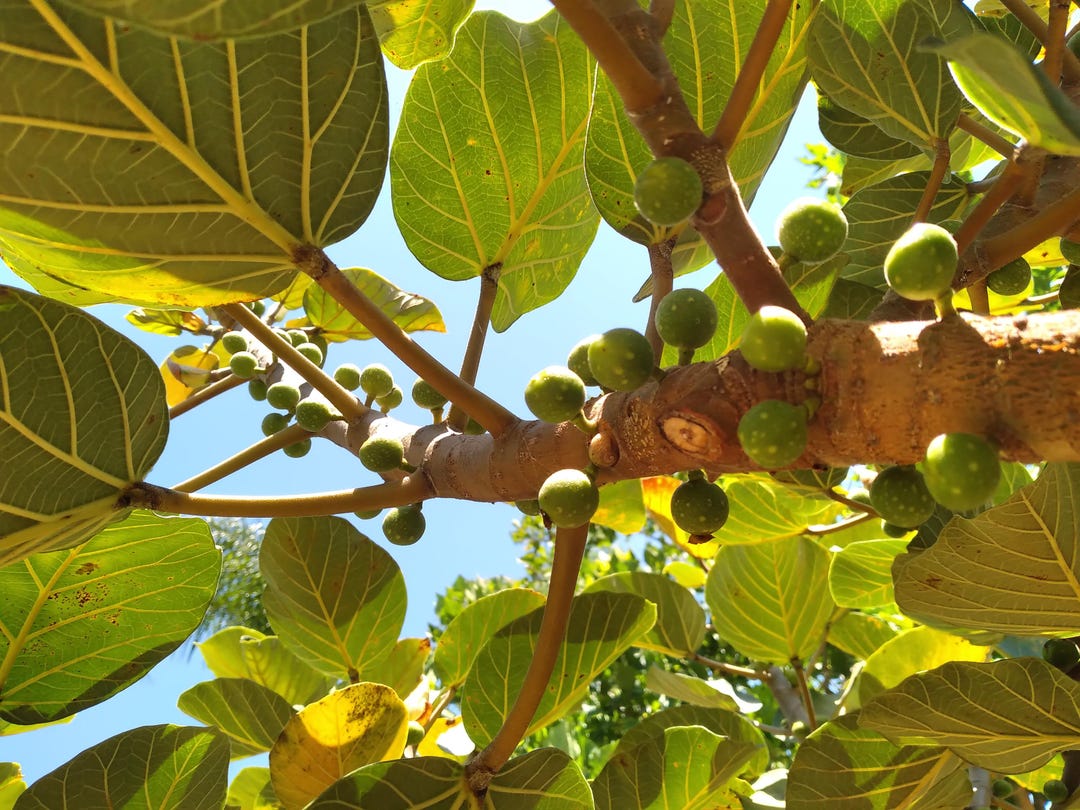 Socotra Fig - Ficus Vasta - Rare - Easy to Root (2 Cuttings) - Etsy