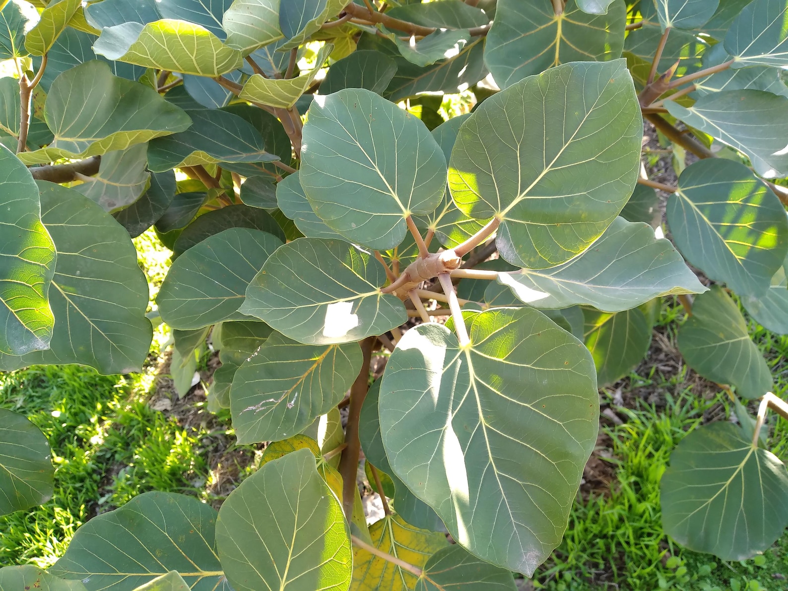 Socotra Fig - Ficus Vasta - Rare - Easy to Root (2 Cuttings) - Etsy