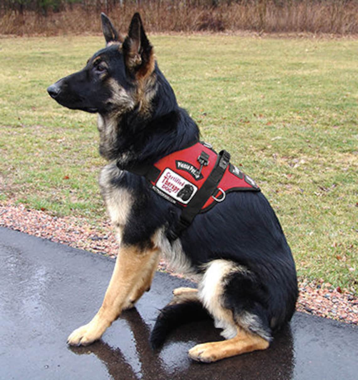 Padded Service / Working Dog Vest - Etsy