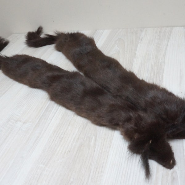 Polecat - Etsy