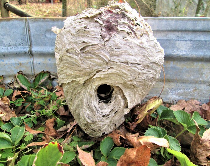 Natural Bald Face Hornet Nest REAL White Gray Paper Wasp Nest Forest ...