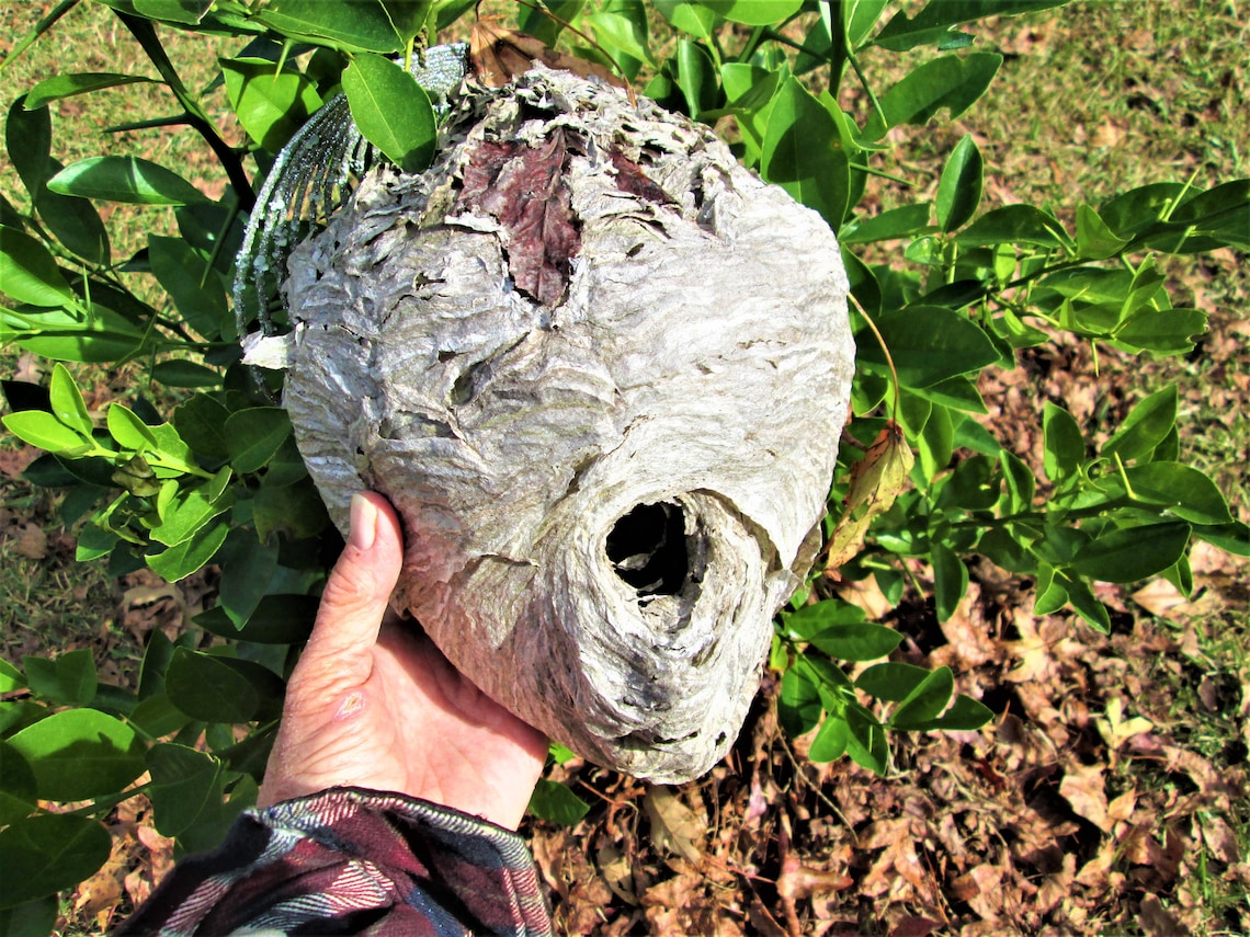 Natural Bald Face Hornet Nest REAL White Gray Paper Wasp Nest - Etsy