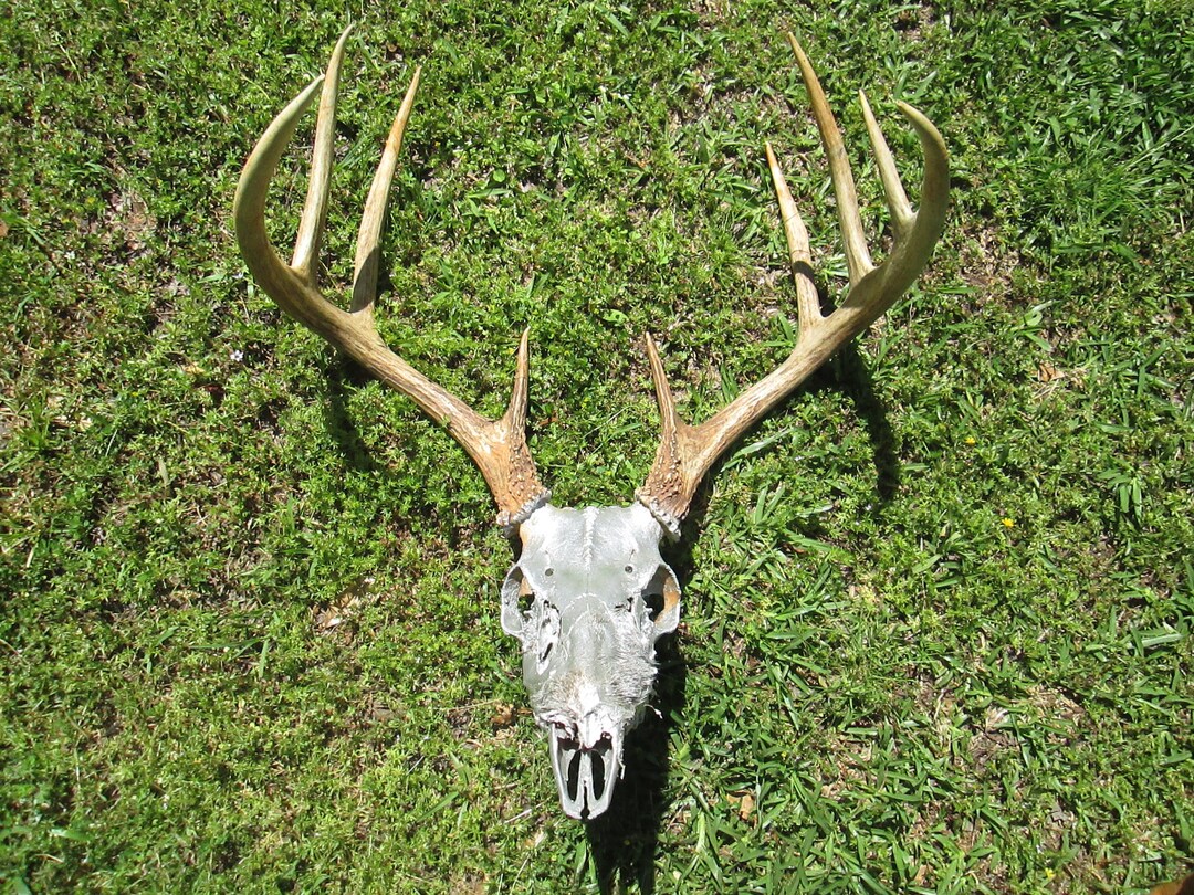Real Deer Skull With Antlers Teeth Hair Whitetail Buck 9 Point Silver ...