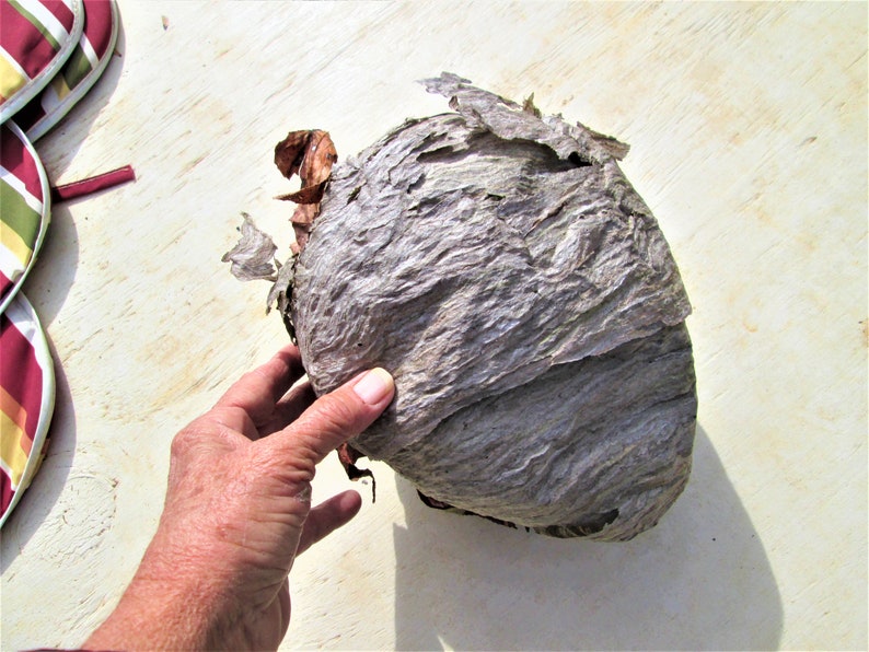 Natural Bald Face Hornet Nest REAL White Gray Paper Wasp Nest - Etsy