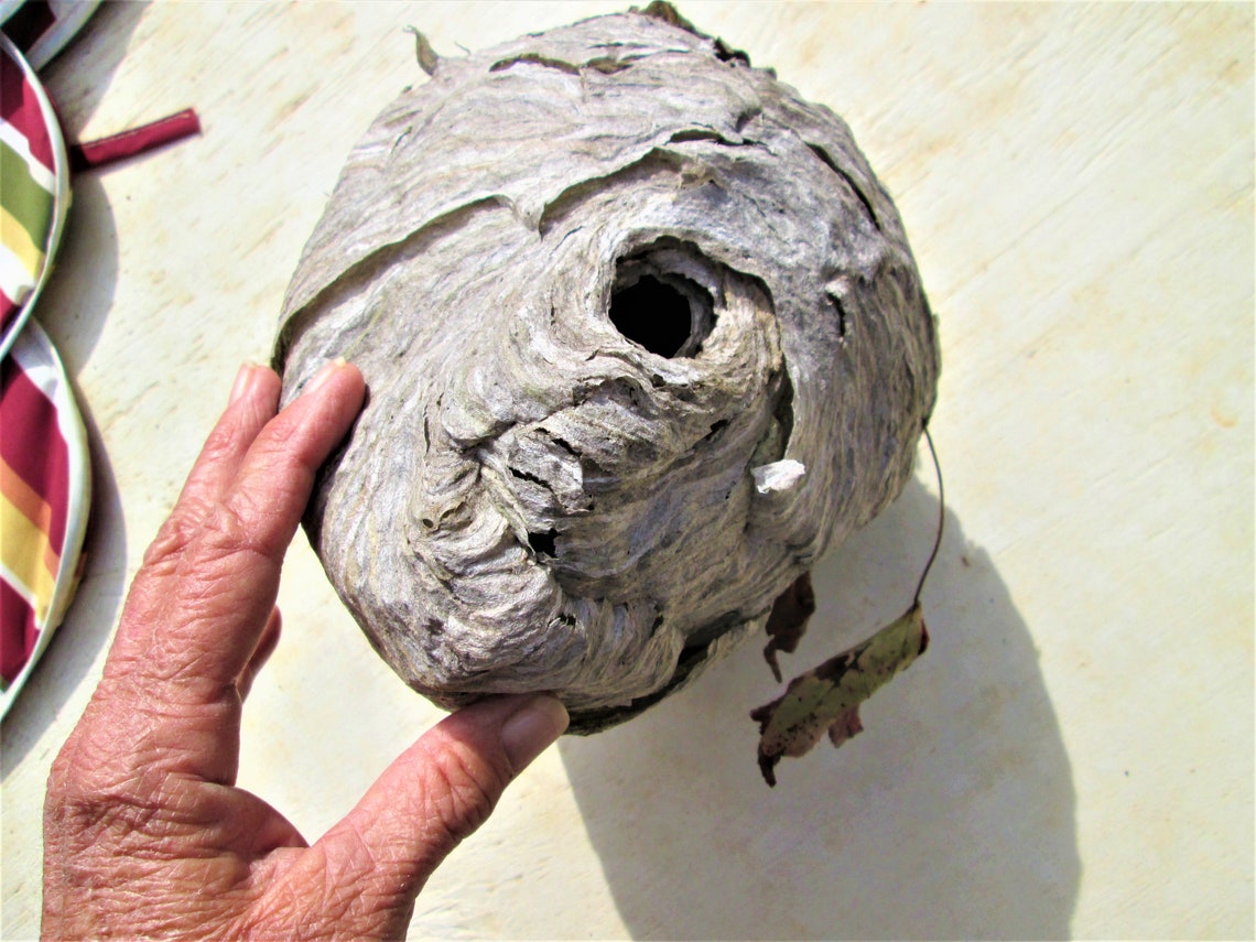 Natural Bald Face Hornet Nest REAL White Gray Paper Wasp Nest - Etsy