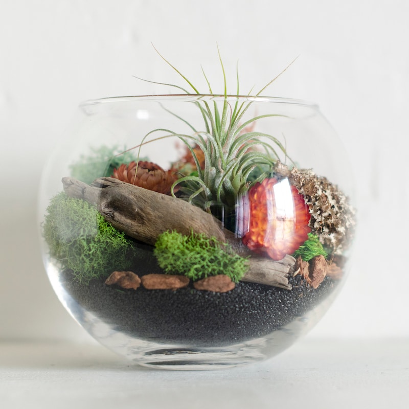 Terrarium Kit - Etsy