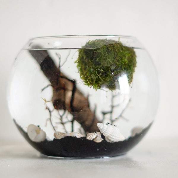 Moss Ball - Etsy
