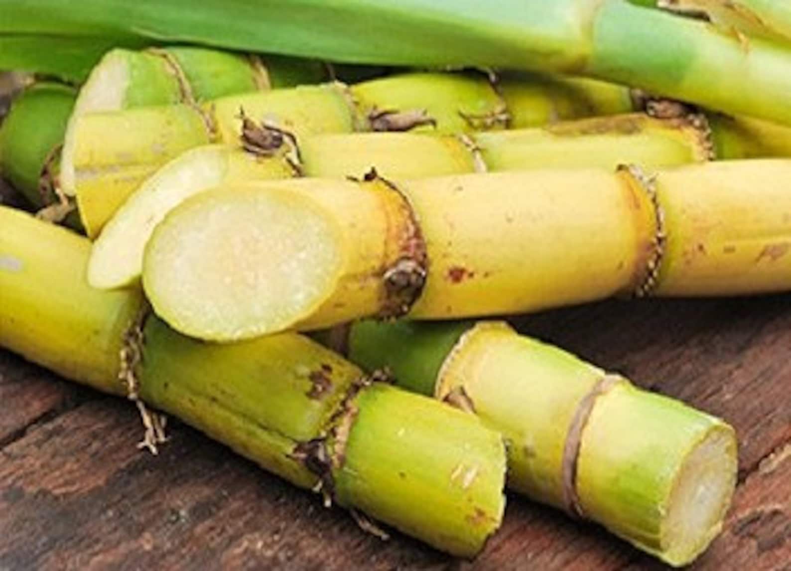 Pure Sugar Cane Syrup FREE SHIPPING - Etsy