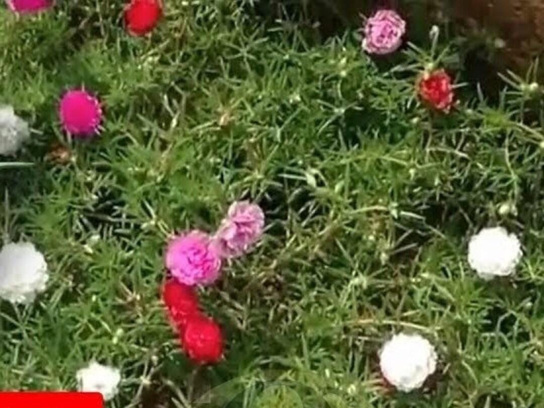 Pink Ground Cover English Moss Rose Ground Cover Plants. Pink Rose Moss ...