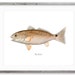 Ocean Fish Painting, Redfish Watercolor Art, Deep Sea Fishing Print ...