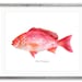 Red Snapper Wall Art, Red Snapper Print, Fish Watercolor, Gift for ...