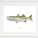 Snook Watercolor, Fish Painting, Snook Art Print, Snook Fish Decor ...