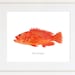 Red Watercolor Fish Red Grouper Fish Painting Grouper Fish - Etsy
