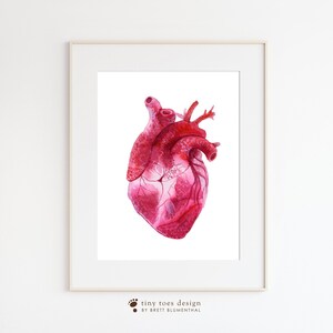 Anatomical Heart Print, Heart Anatomy Art Print, Anatomy Art, Anatomy ...