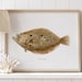 Flounder Wall Art, Flatfish Print, Summer Flounder Watercolor, Gift for ...