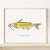 Lake Fish Art, Fish Watercolor Print Set, Fish Wall Art Set, Fishing ...