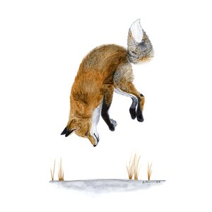 Fox Nursery Jumping Fox Drawing Watercolor Nursery Animal - Etsy
